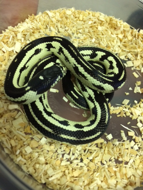 Desert Abberant California King Snake for sale | Snakes at Sunset
