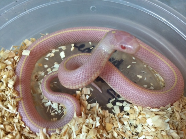 Albino Striped California King Snake for sale | Snakes at Sunset