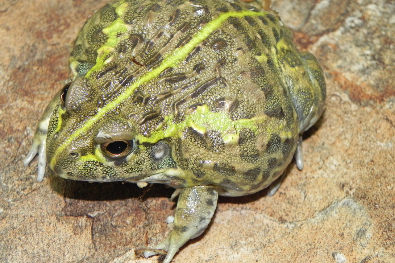 Baby Giant Pixie Frogs for sale