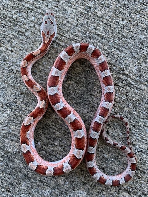Striped Corn Snake for sale