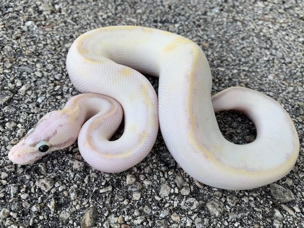 Pastel Ivory Ball Pythons for sale | Snakes at Sunset