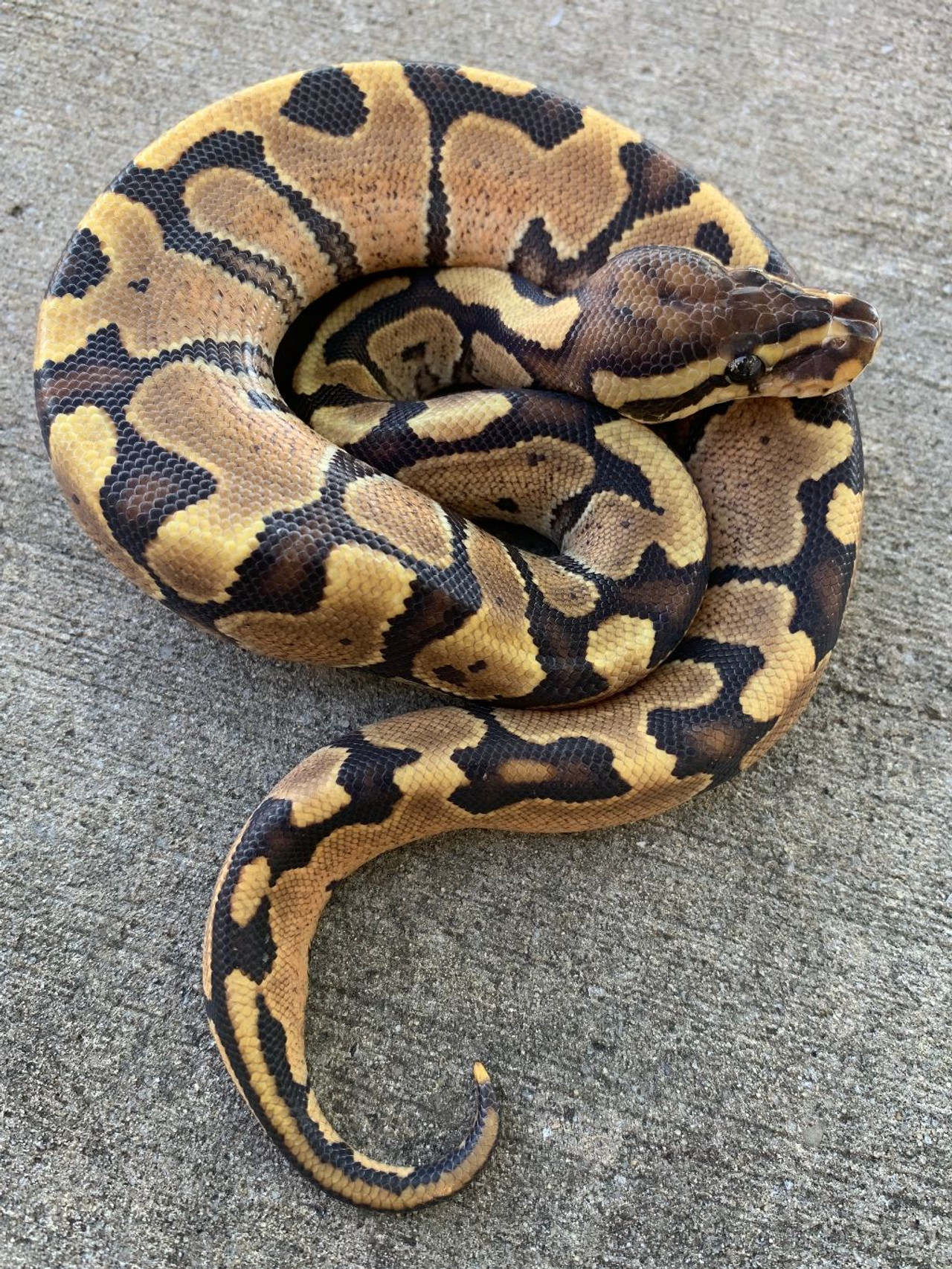 Orange Ghost Ball Python for sale