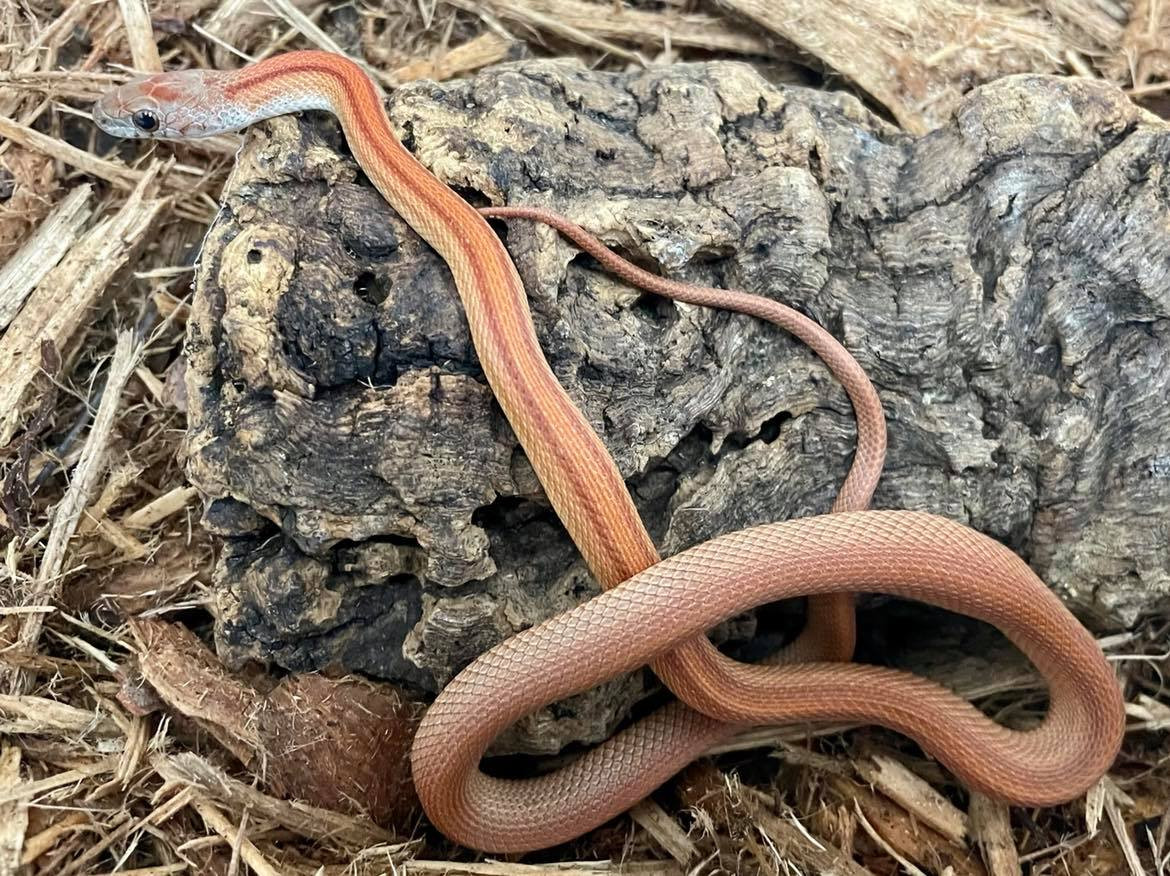 Palmetto Cornsnake for sale | Snakes at Sunset