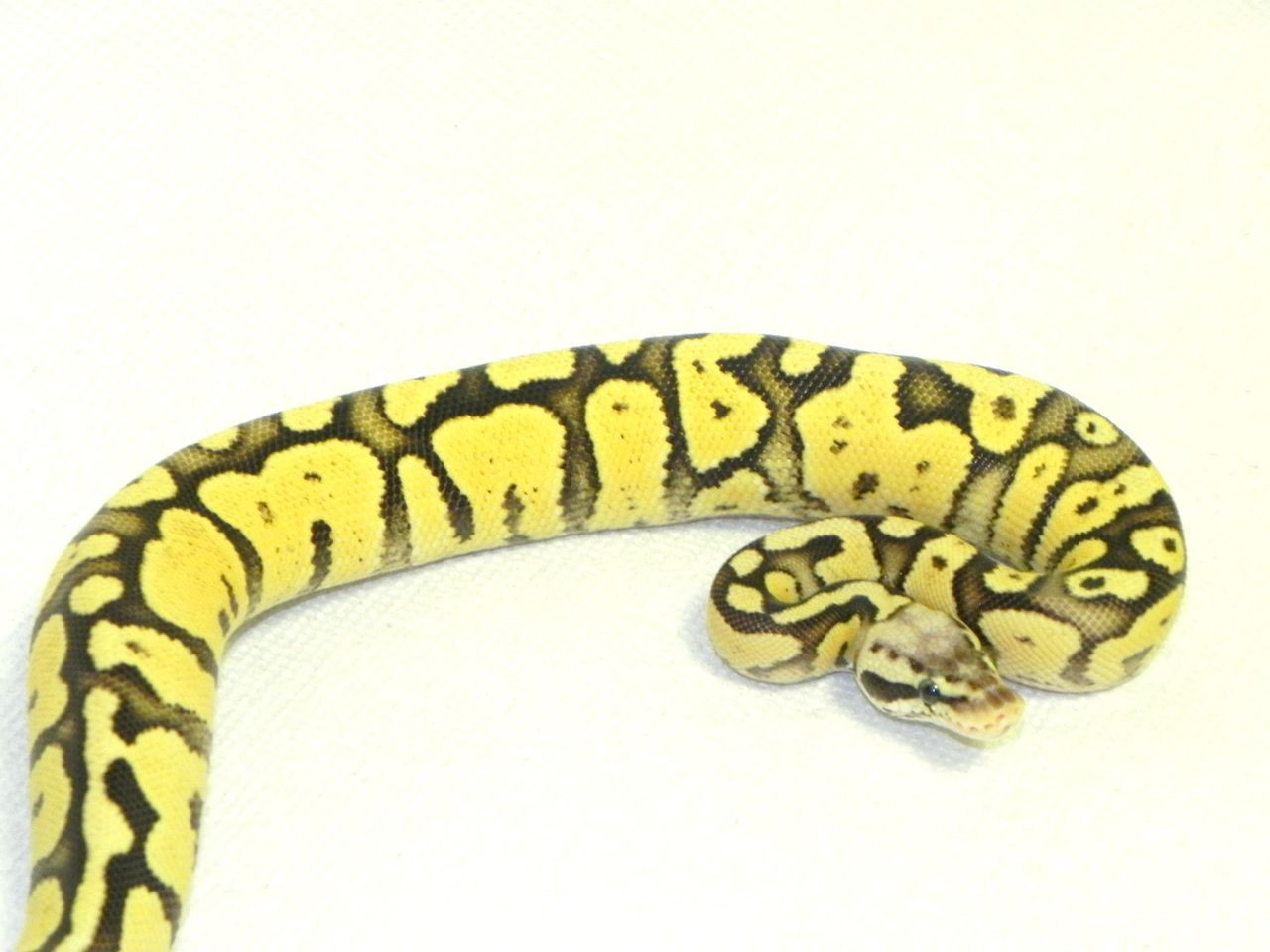 Butter Ghost Ball Pythons for sale | Snakes at Sunset