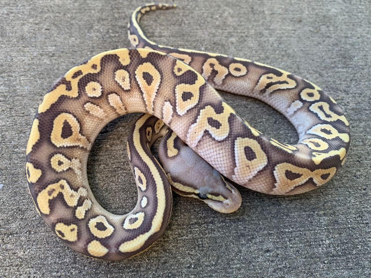 Mojave Ball Pythons for sale | Snakes at Sunset