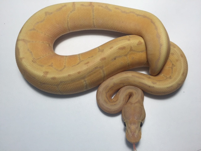 Coral Glow Pinstripe Ball Pythons for sale | Snakes at Sunset