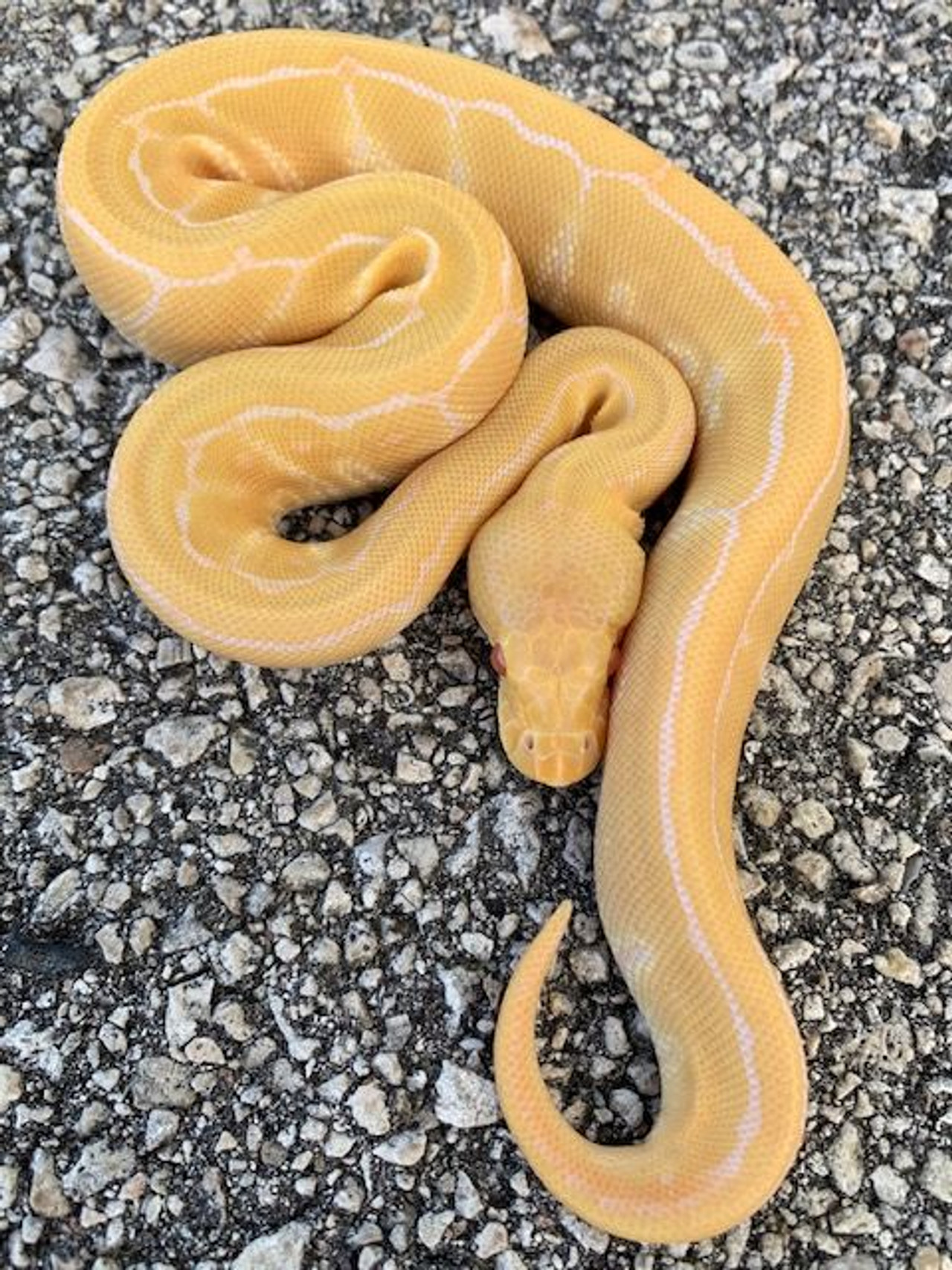 Albino Ball Python for sale | Snakes at Sunset