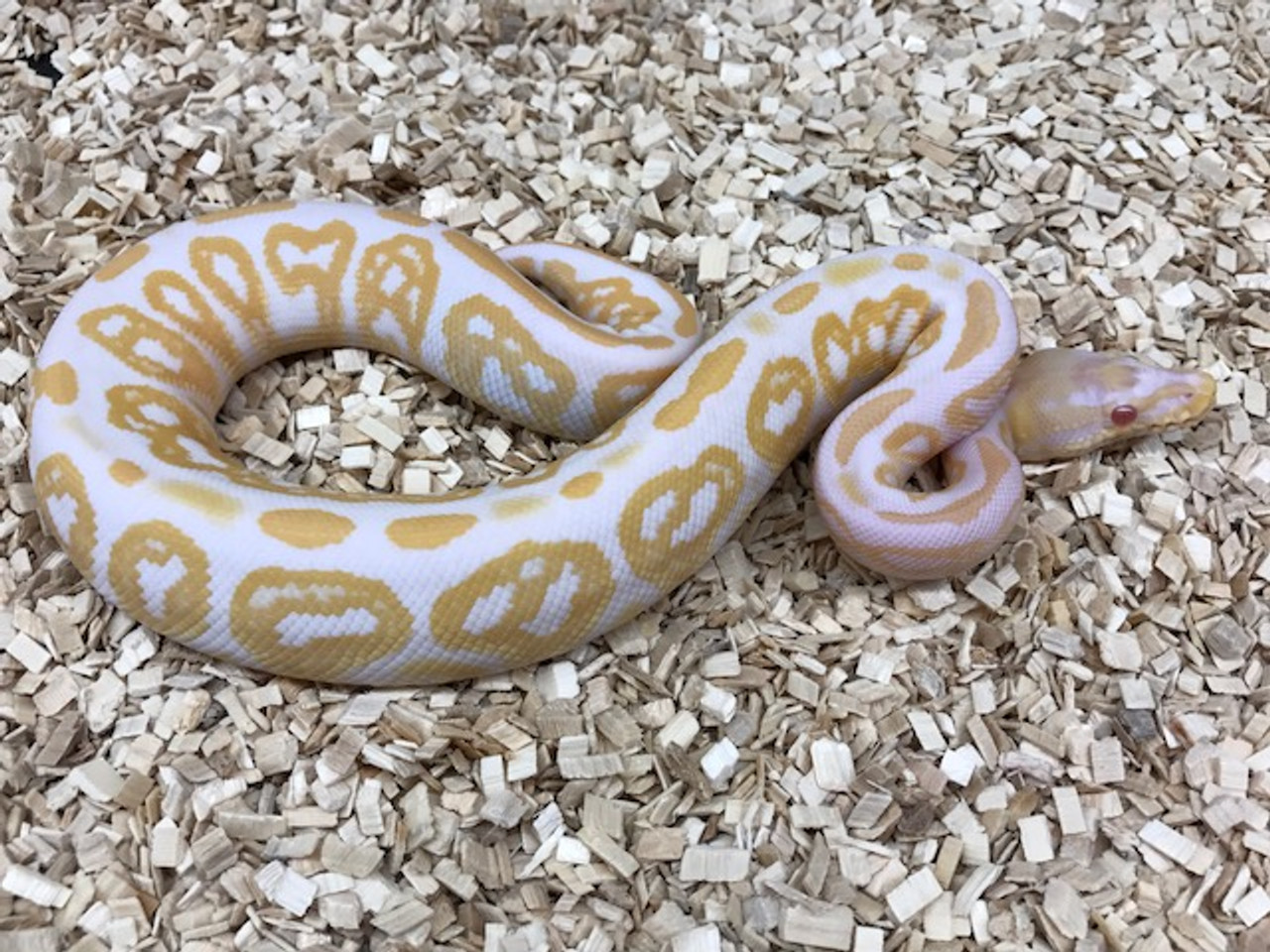 Black Eye Leucistic Ball Python for sale | Snakes at Sunset