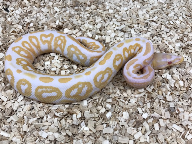 Albino Black Pastel Ball Python for sale | Snakes at Sunset