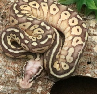 Butter Super Pastel Ball Pythons for sale | Snakes at Sunset