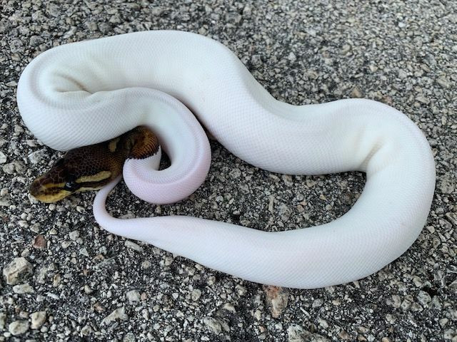 Piebald Ball Pythons for sale | Snakes at Sunset