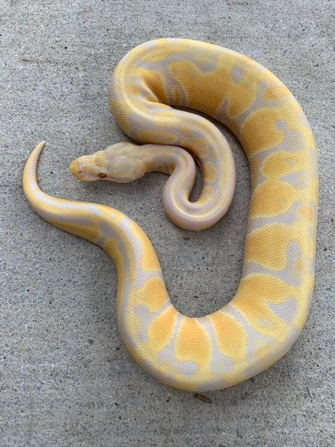 Candy Ball Python for sale | Snakes at Sunset