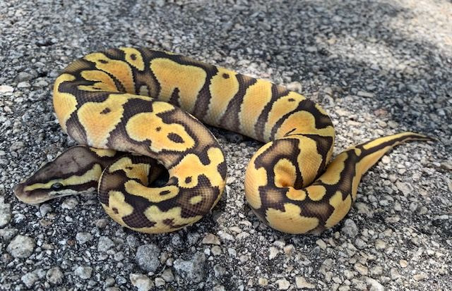 Pastel Enchi Ghost Ball Pythons for sale | Snakes at Sunset