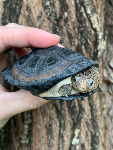 Upembae Side Neck Turtle for sale | Snakes at Sunset