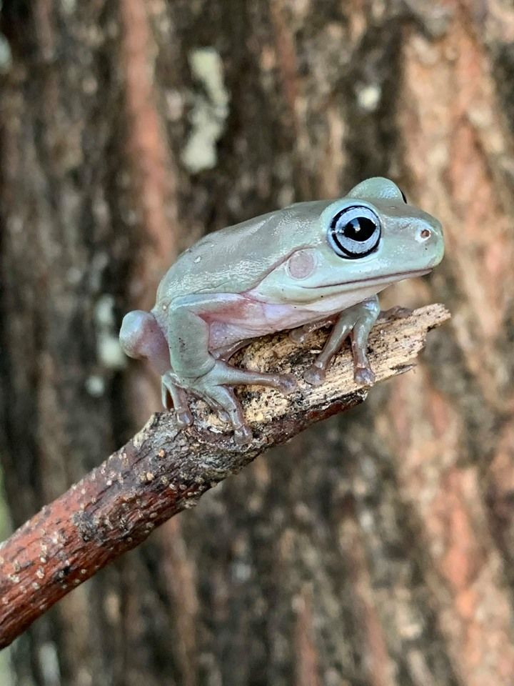 Baby Blue Eye Whites Tree Frogs for sale | Snakes at Sunset