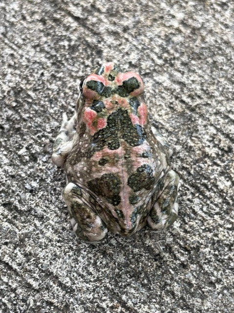Paradise Toads for sale | Snakes at Sunset