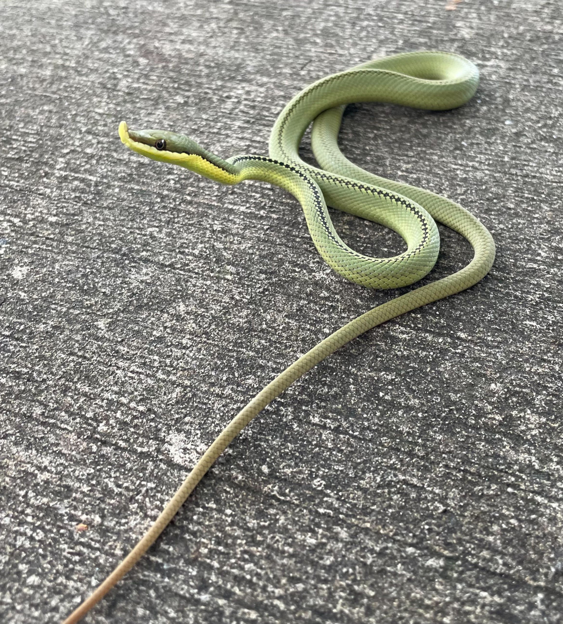 Barons Racer Snakes for sale | Snakes at Sunset