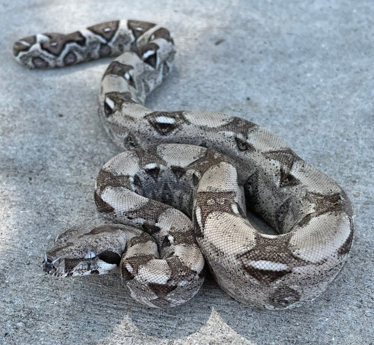 Anerythristic Colombian Red Tail Boas for sale | Snakes at Sunset