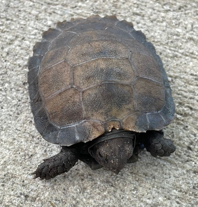 Black Mountain Tortoise for sle