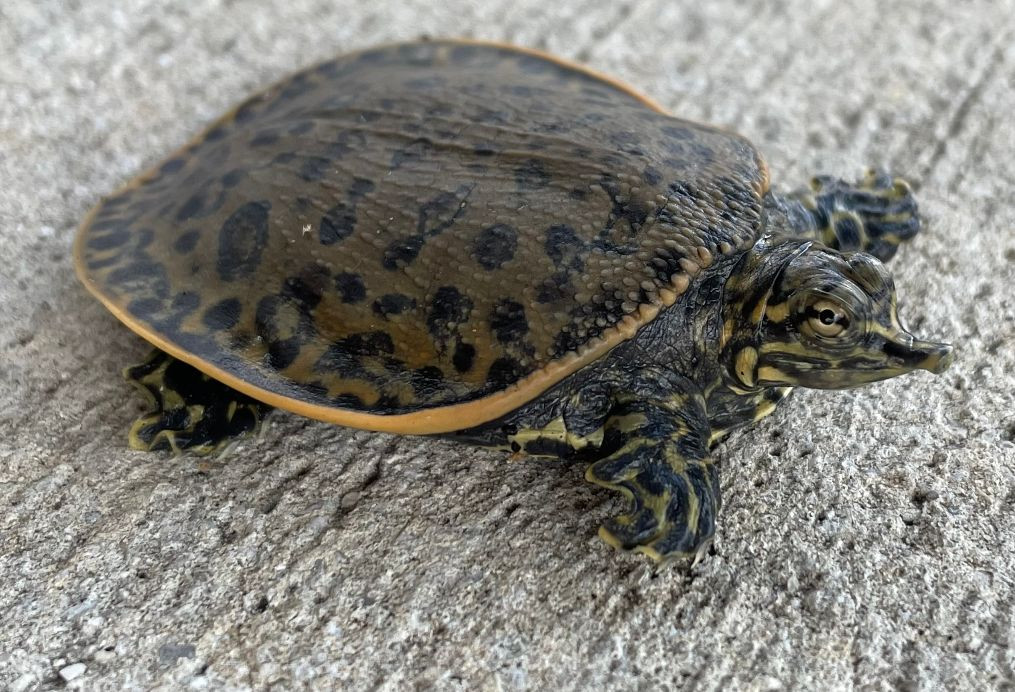 Soft Shell Turtles for sale | Snakes at Sunset