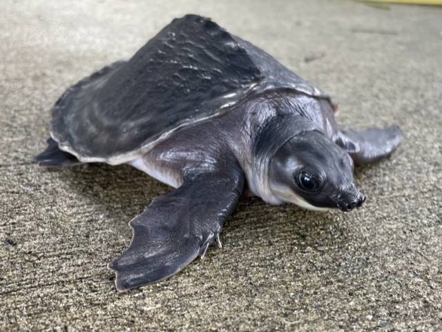 Fly River Turtle for Sale | Snakes at Sunset