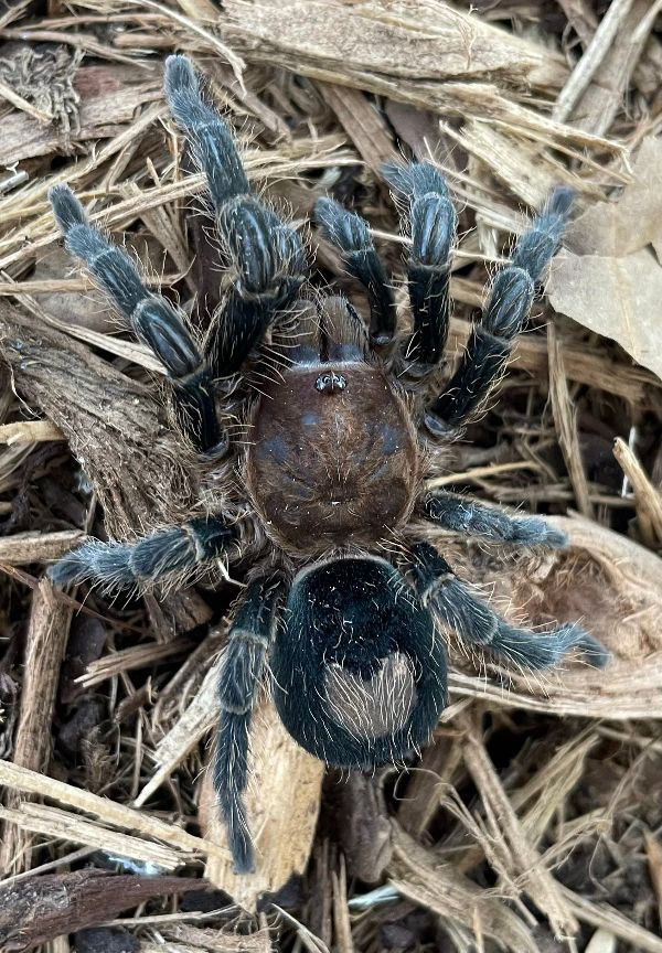Peruvian Dwarf Star Tarantula for sale (Cyrioscosmus sellatus) | Snakes ...