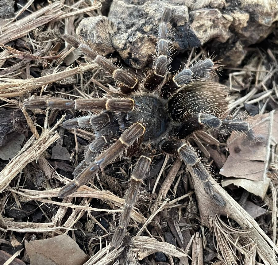 Brazilian Rusty Birdeater for sale (Acanthoscurria "ferina") | Snakes ...