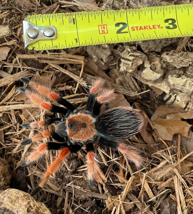 Mexican Fire Leg Tarantula for sale | Snakes at Sunset