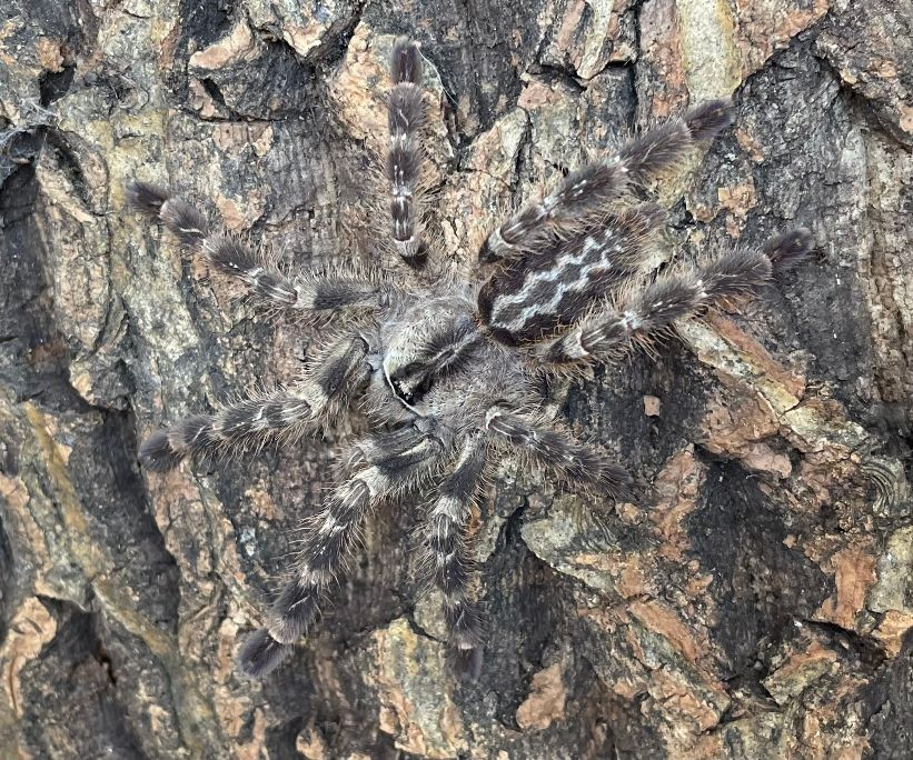 Indian Ornamental Tarantula for sale (Poecilotheria regalia)