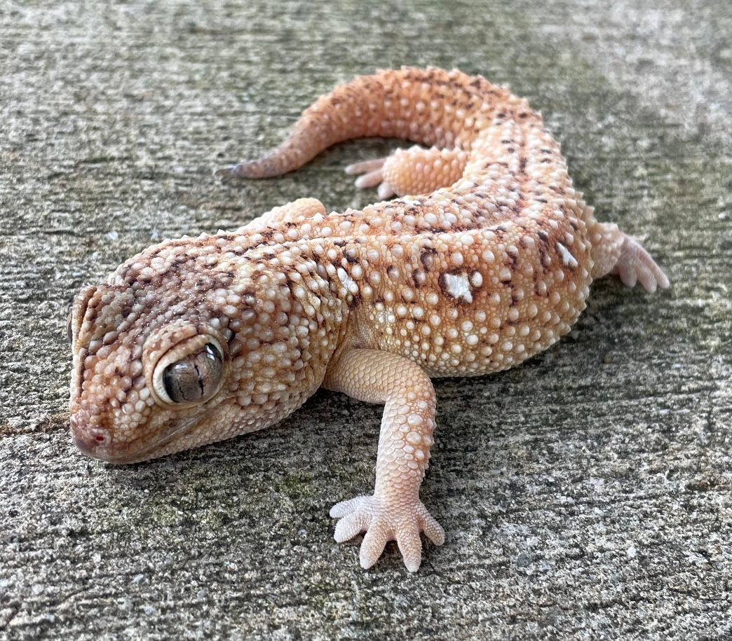 Namibian Sand Gecko for sale (Chondrodactylus angulifer) | Snakes at Sunset