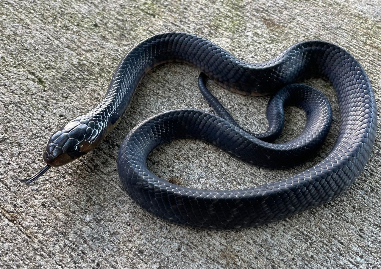 Texas Indigo Snakes for sale | Snake at Sunset