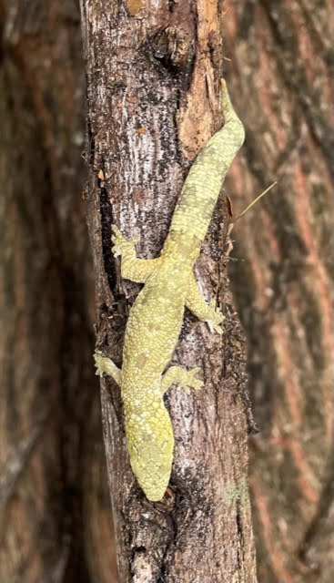 Bauer's Chameleon Gecko for sale ( Eurydactylodes agricolae)