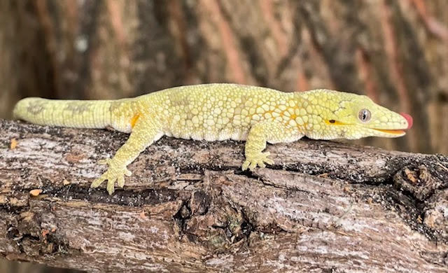 Bauer's Chameleon Gecko for sale ( Eurydactylodes agricolae)