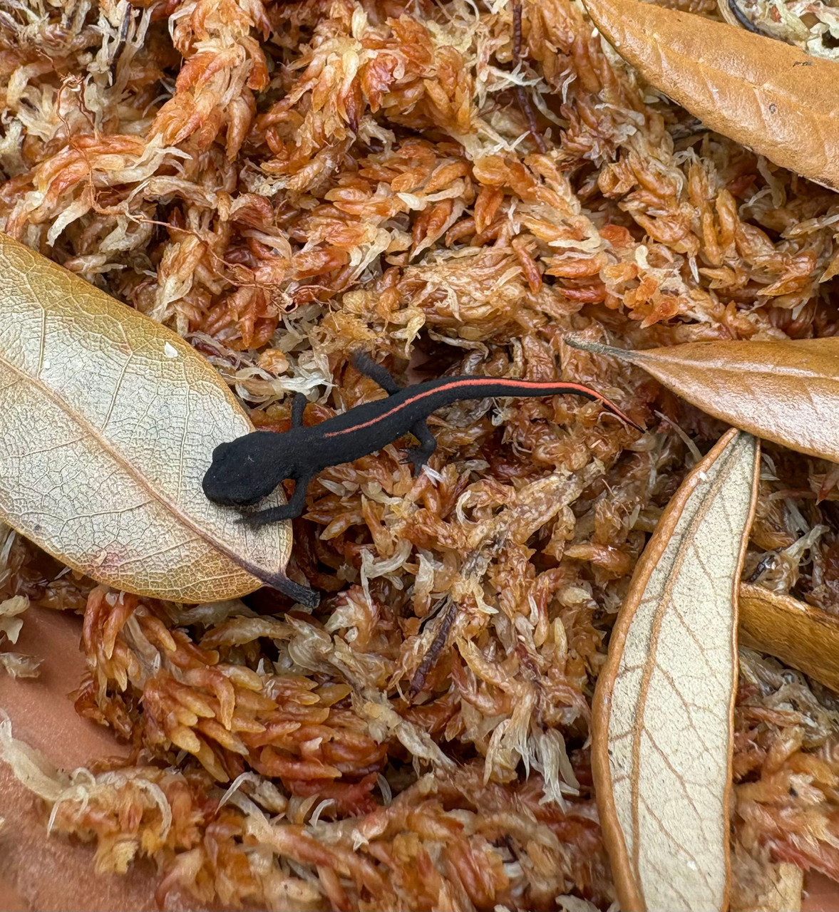 Japanese Fire Belly New (Cynops pyrrhogaster) (kyushu locale) for sale ...