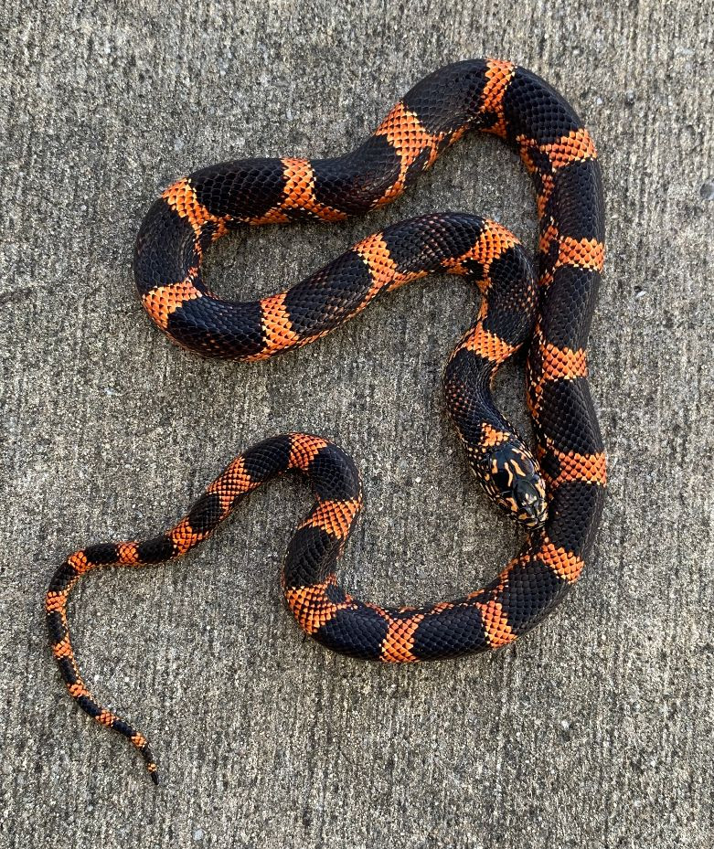 Blotched Goins Kingsnake for Sale