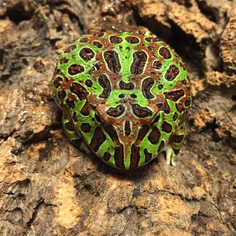 Ornate Pacman for Sale