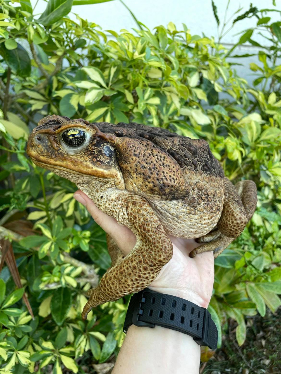 Giant Suriname Marine Toad for sale | Snakes at Sunset