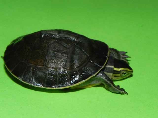 Asian Box Turtles for sale | Snakes at Sunset