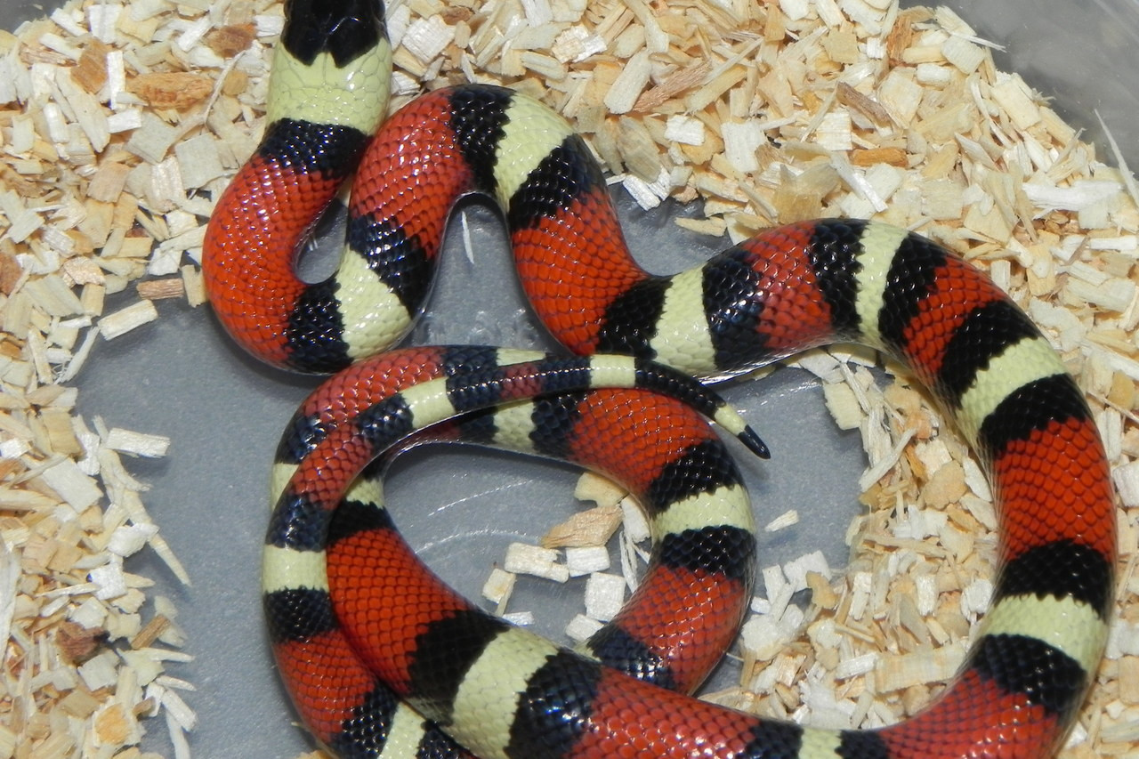 Pueblan Milk Snake for sale | Snakes at Sunset