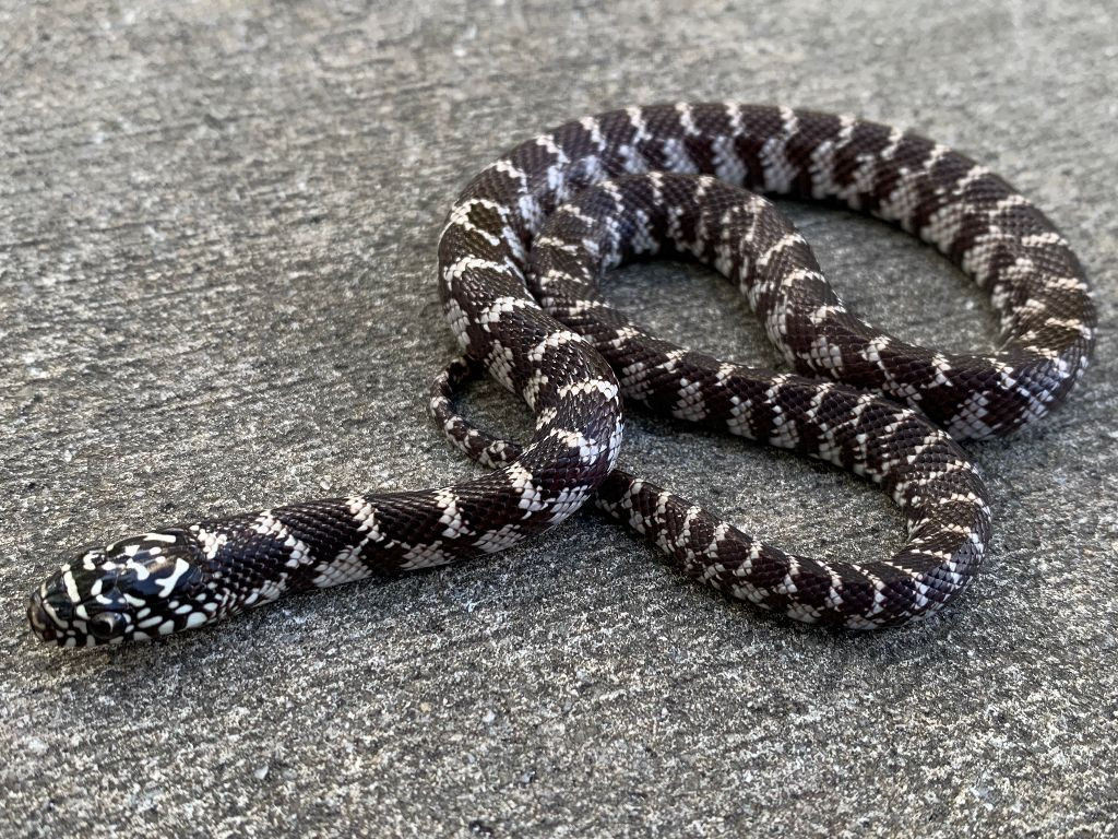 Anerythristic Florida King Snakes for sale | Snakes at Sunset