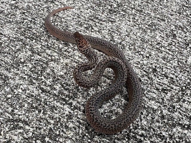 Granite Spotted Pythons for sale | Snakes at Sunset