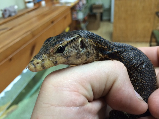 Ceram Water Monitor for sale | Snakes at Sunset