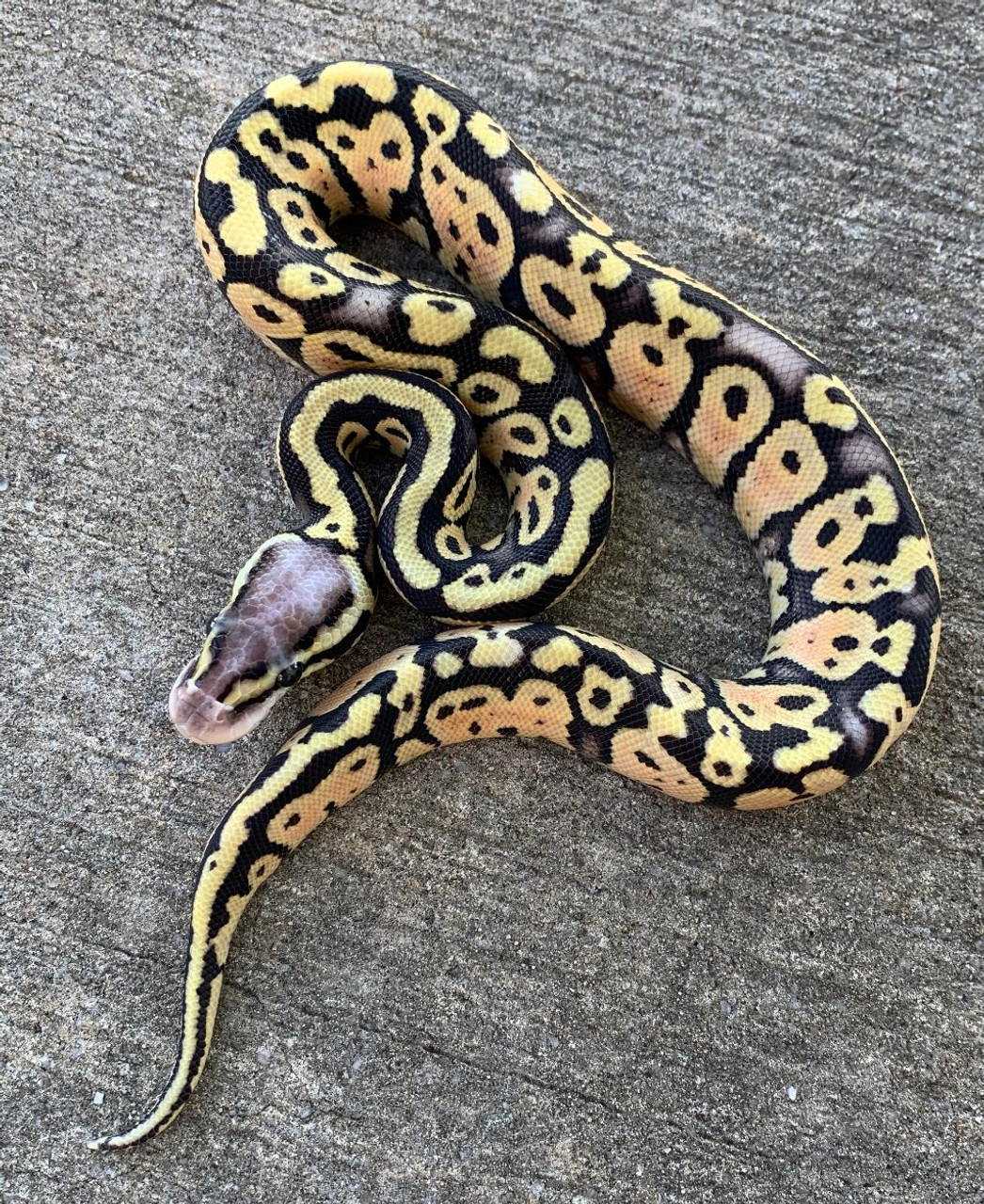 Super Pastel Ball Pythons for sale | Snakes at Sunset