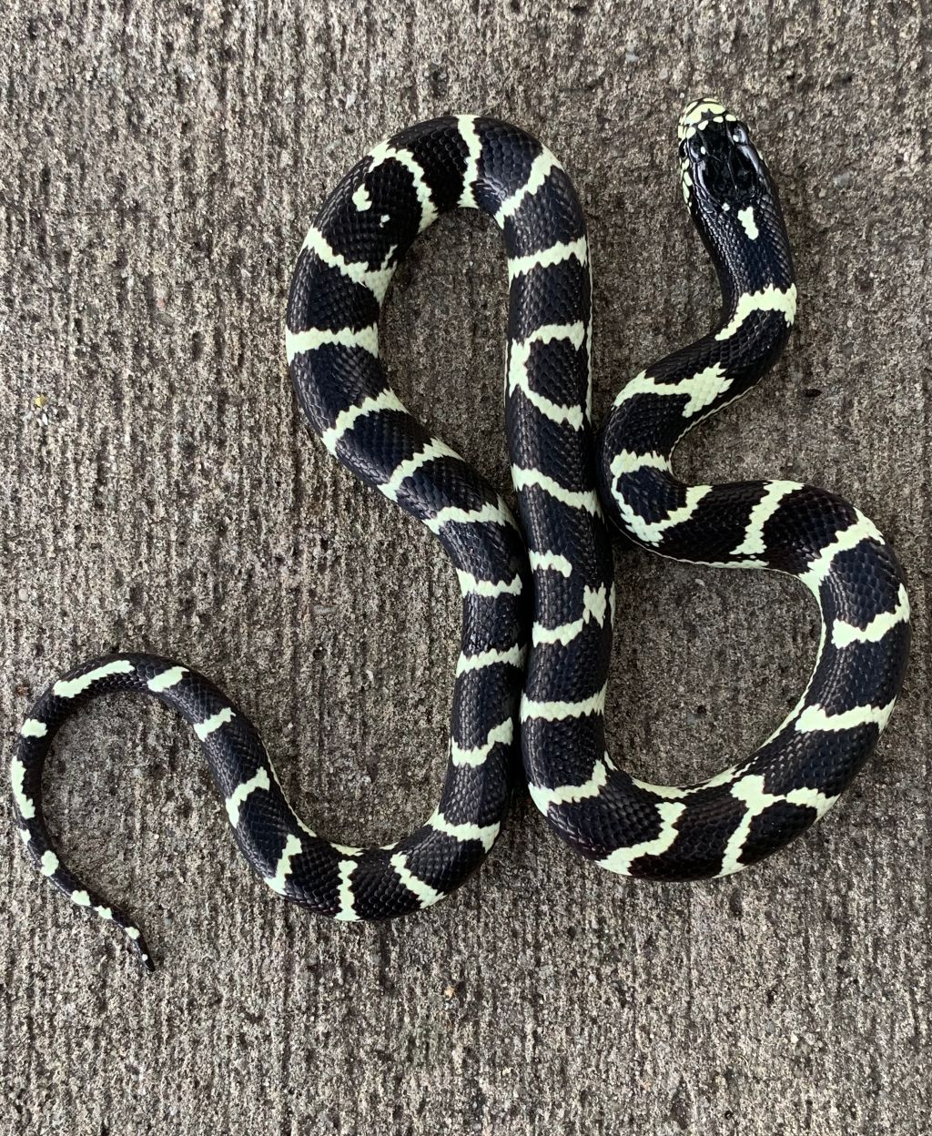 Coastal Banded California King Snakes for sale