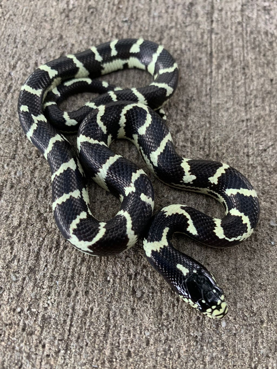 Coastal Banded California King Snakes for sale
