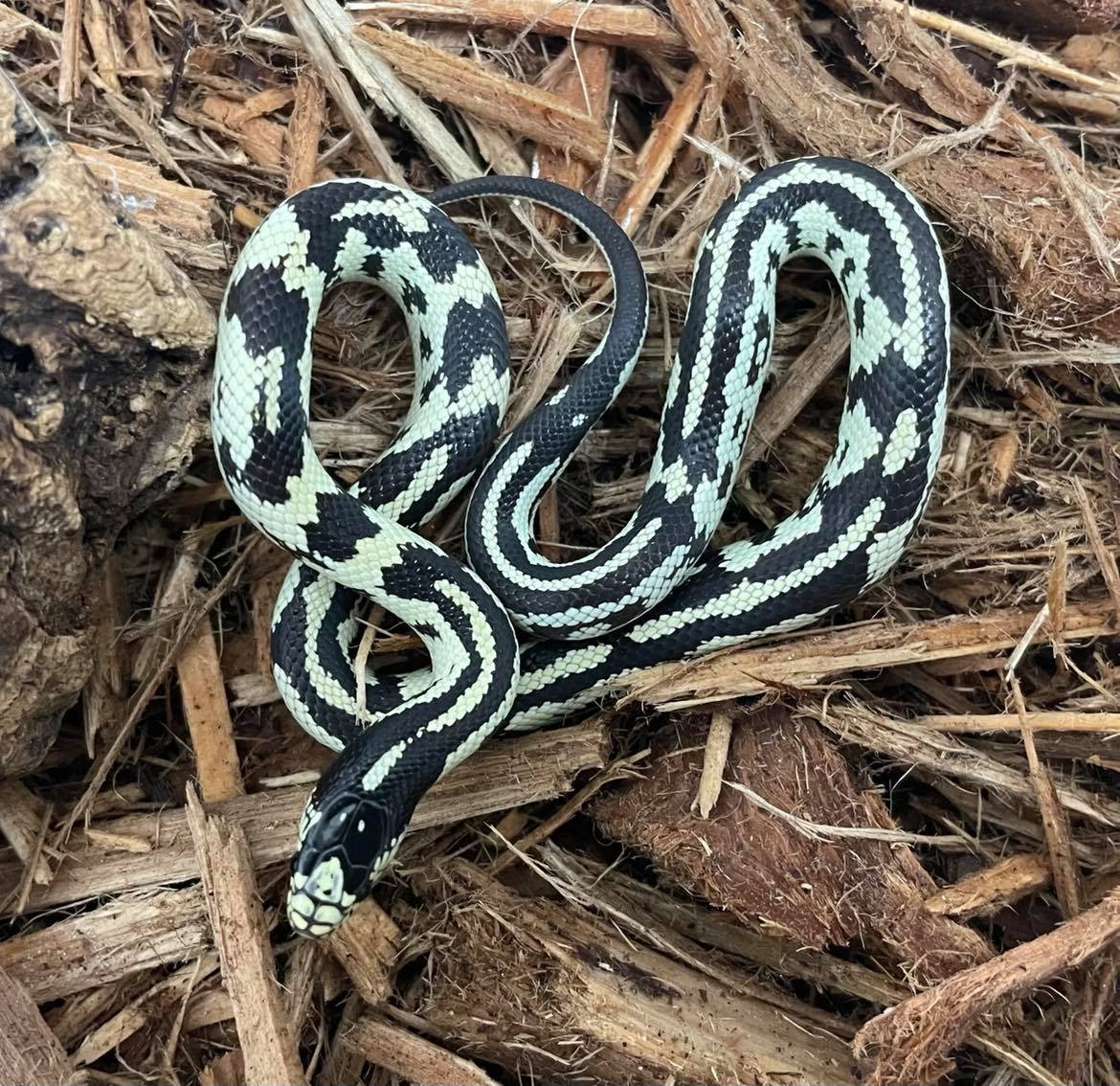 Desert Abberant California King Snake for sale | Snakes at Sunset