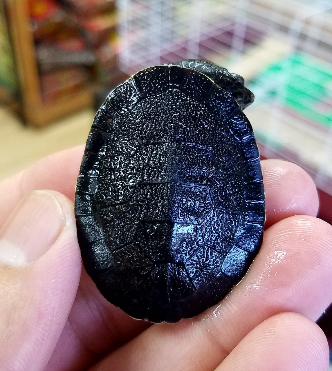 Gibba Sideneck Turtles for sale | Snakes at Sunset