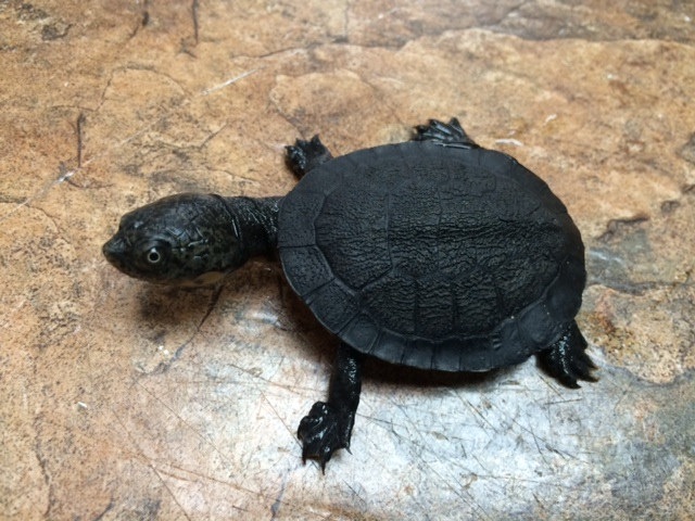 Gibba Sideneck Turtles for sale | Snakes at Sunset