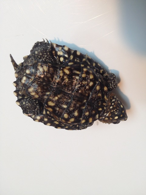 Indian Spotted Turtles for sale | Snakes at Sunset
