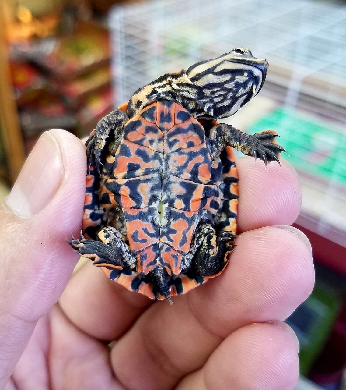 Geoffreys Side Neck Turtle for sale | Snakes at Sunset